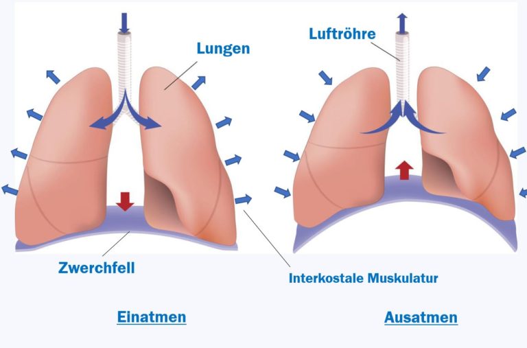 Die Bauchatmung: Was ist das? | Apnoetauchen-lernen.de